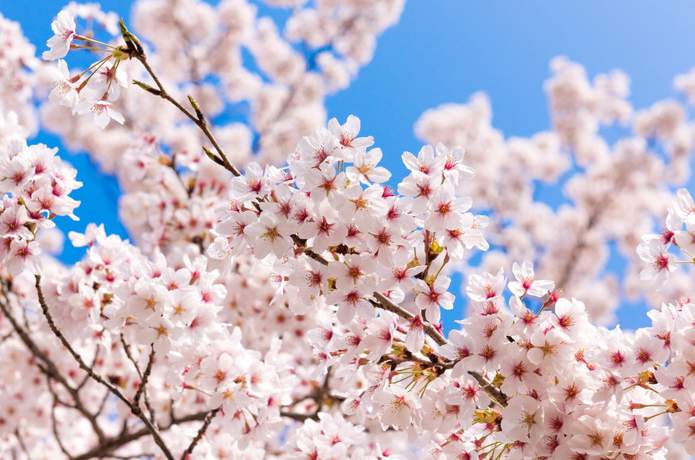 人気のお花見スポットを一挙紹介！関東で桜がきれいなゴルフ場｜ゴルフオタク